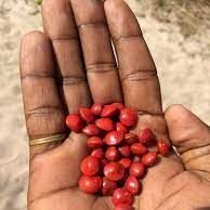Red Lucky Seeds - Ceylon Herbs Market
